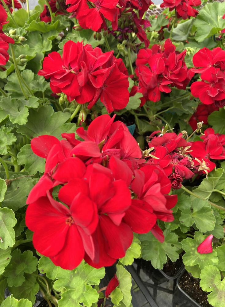 Photo of the bloom of Geranium (Pelargonium Calliope® Large Dark Red ...