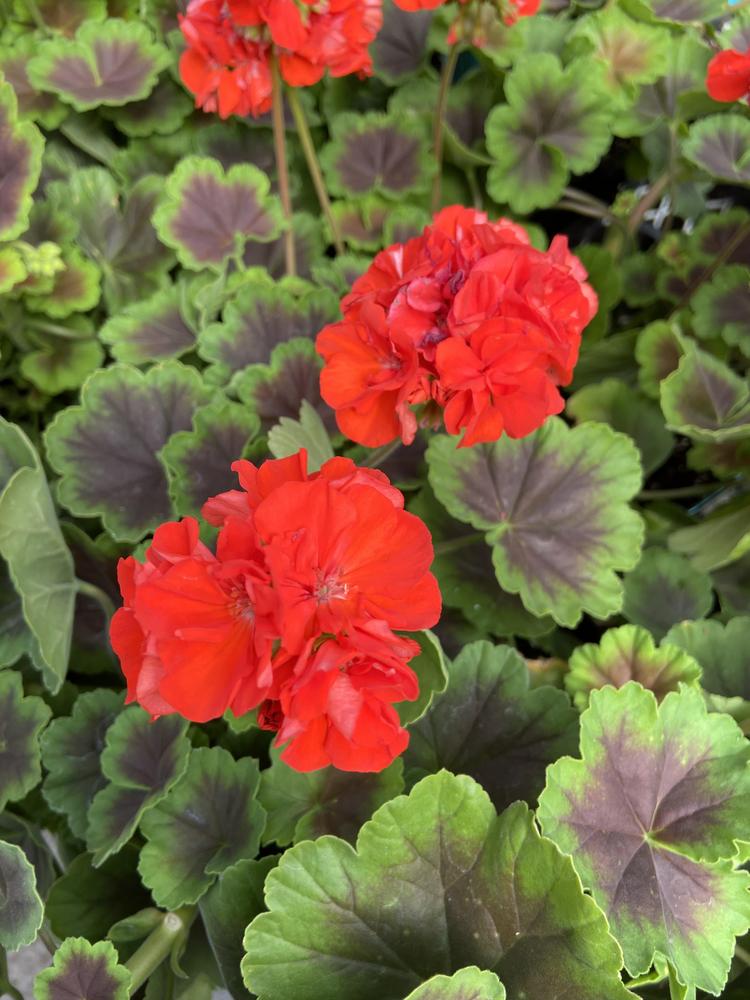 Photo of the bloom of Geranium (Pelargonium 'Brocade Fire') posted by ...