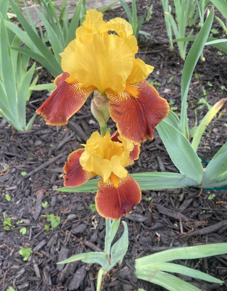 Photo of the entire plant of Tall Bearded Iris (Iris 'All That Jazz') posted by DonnaKribs ...