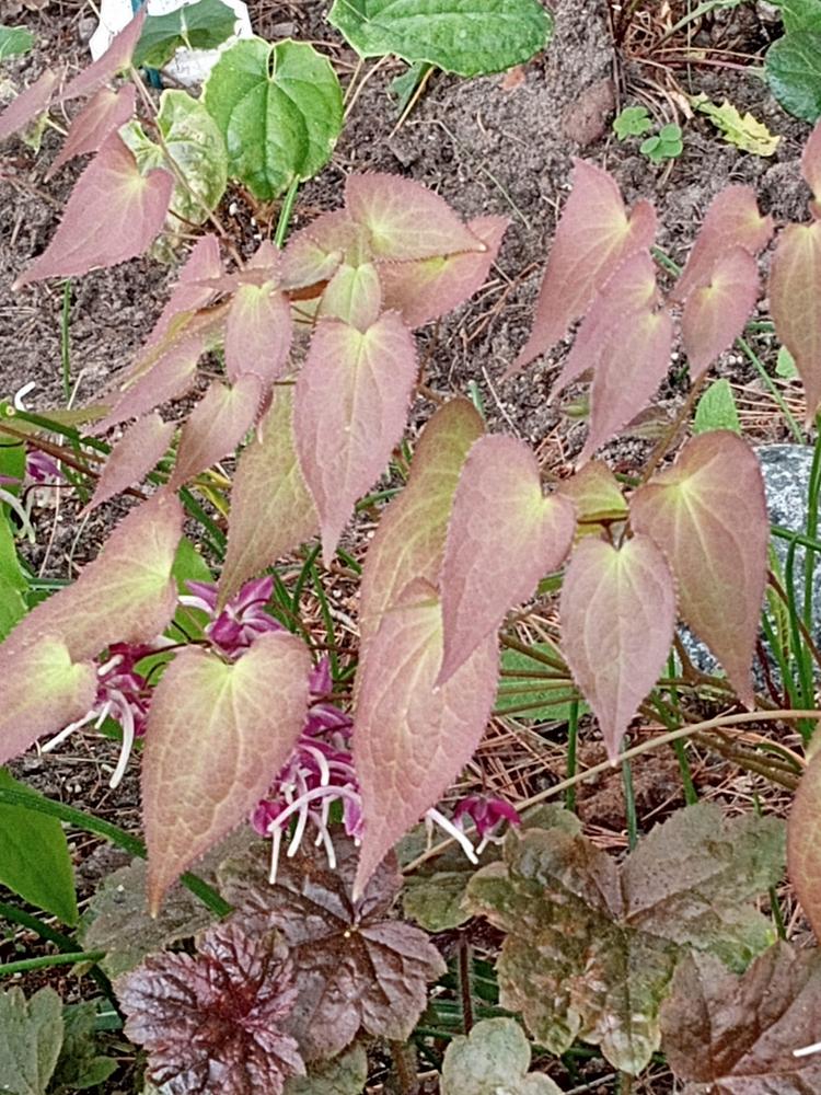 Photo of the entire plant of Epimedium grandiflorum 'Waterfall' posted ...