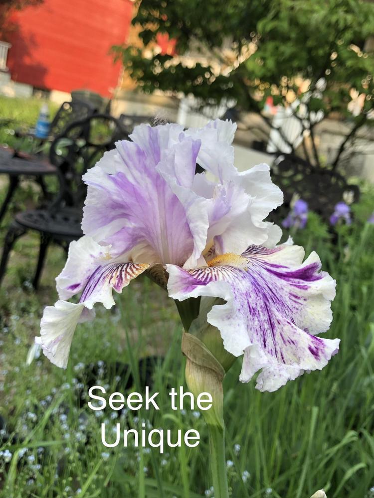 Photo of the bloom of Tall Bearded Iris (Iris 'Seek the Unique') posted ...