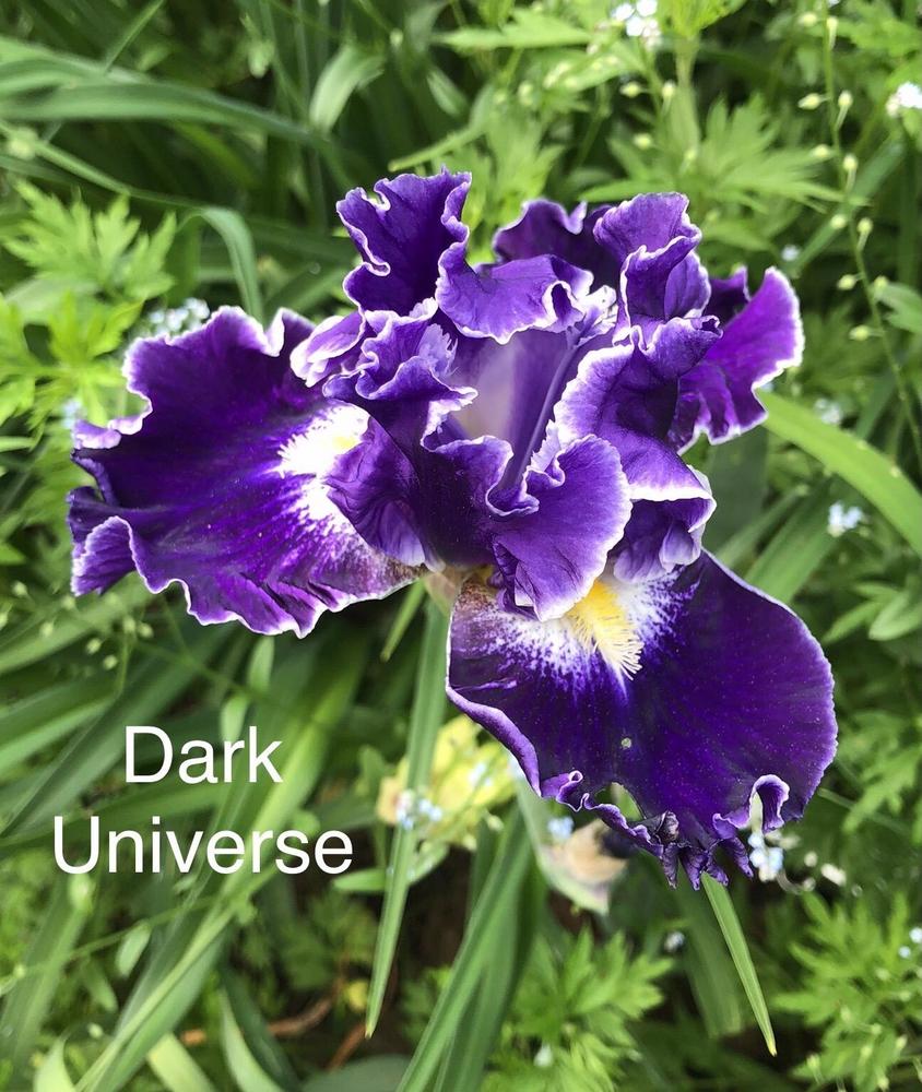 Photo of the bloom of Tall Bearded Iris (Iris 'Dark Universe') posted ...