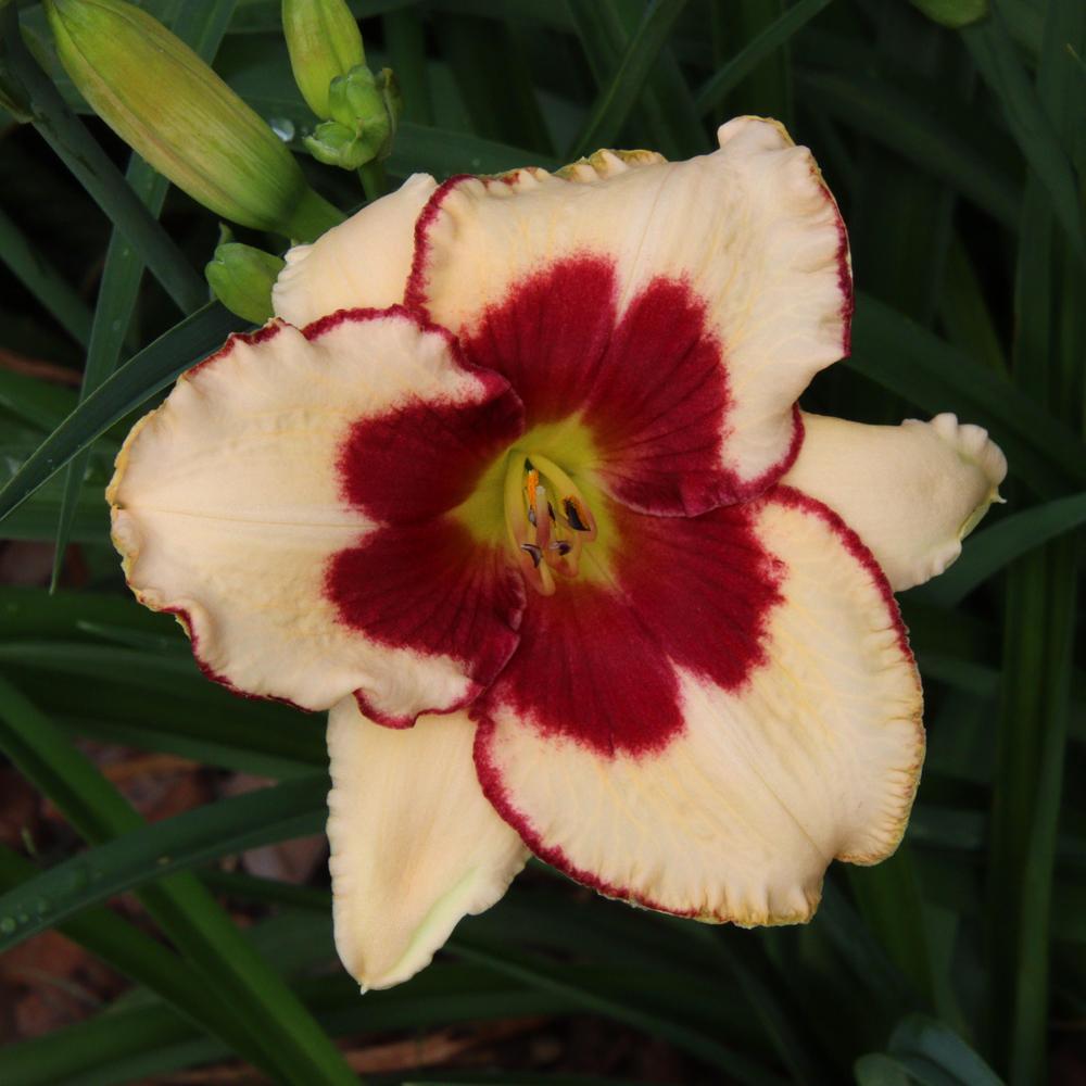 Daylily (Hemerocallis 'Nippon') in the Daylilies Database - Garden.org