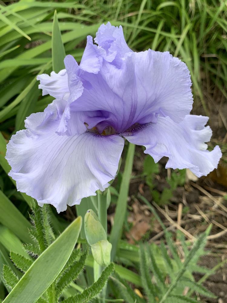 Photo of the bloom of Tall Bearded Iris (Iris 'Café Bleu') posted by ...