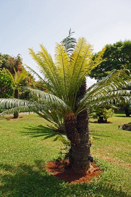 Photo of the entire plant of Queen Sago (Cycas circinalis) posted by ...