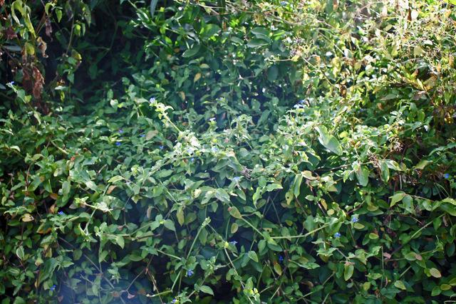 Photo of the entire plant of Tropical Spiderwort (Commelina ...