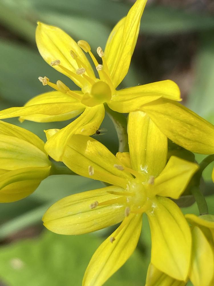 Photo of the bloom of Yellow Onion (Allium moly 'Jeannine') posted by ...