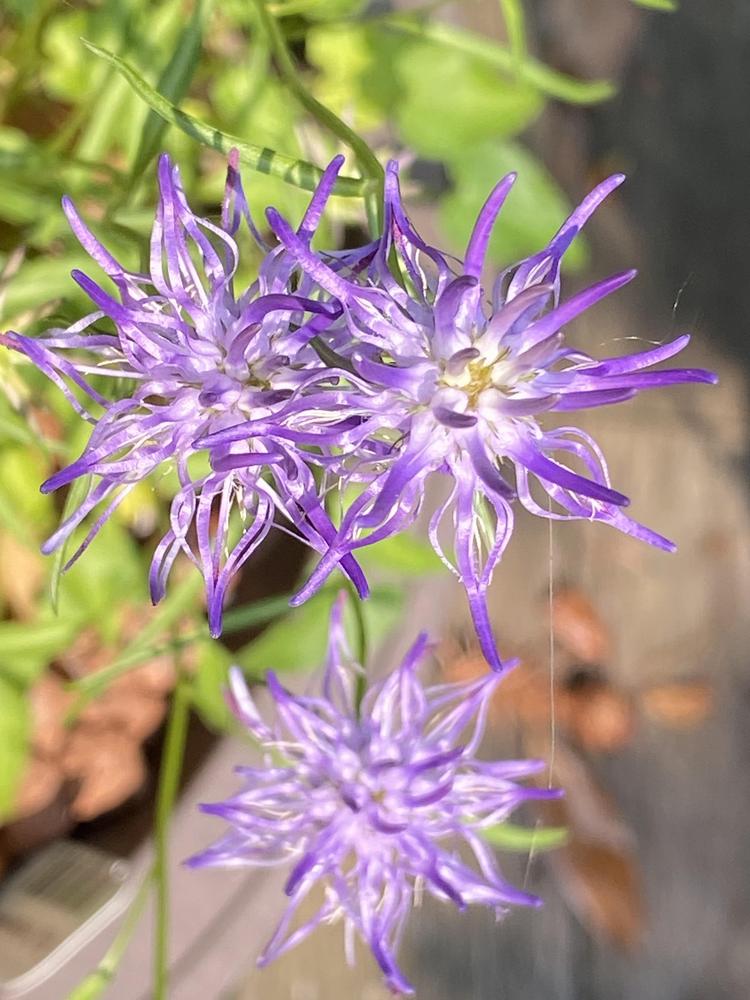 Horned Rampion (Phyteuma sieberi) - Garden.org