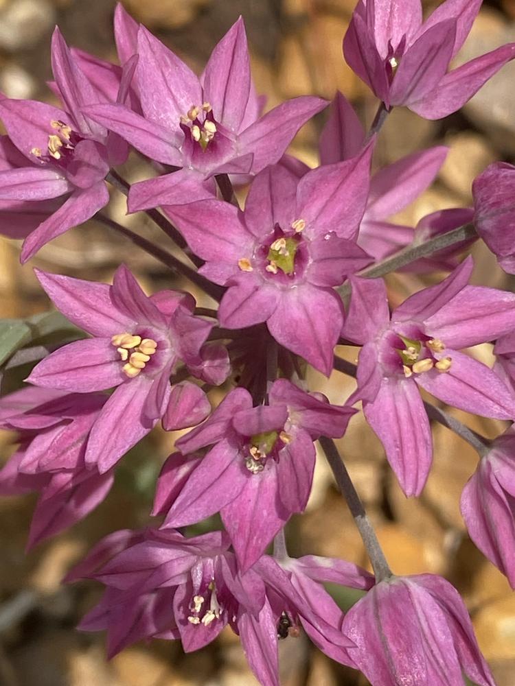 Photo of the bloom of Pink Lily Leek (Allium oreophilum) posted by SL ...