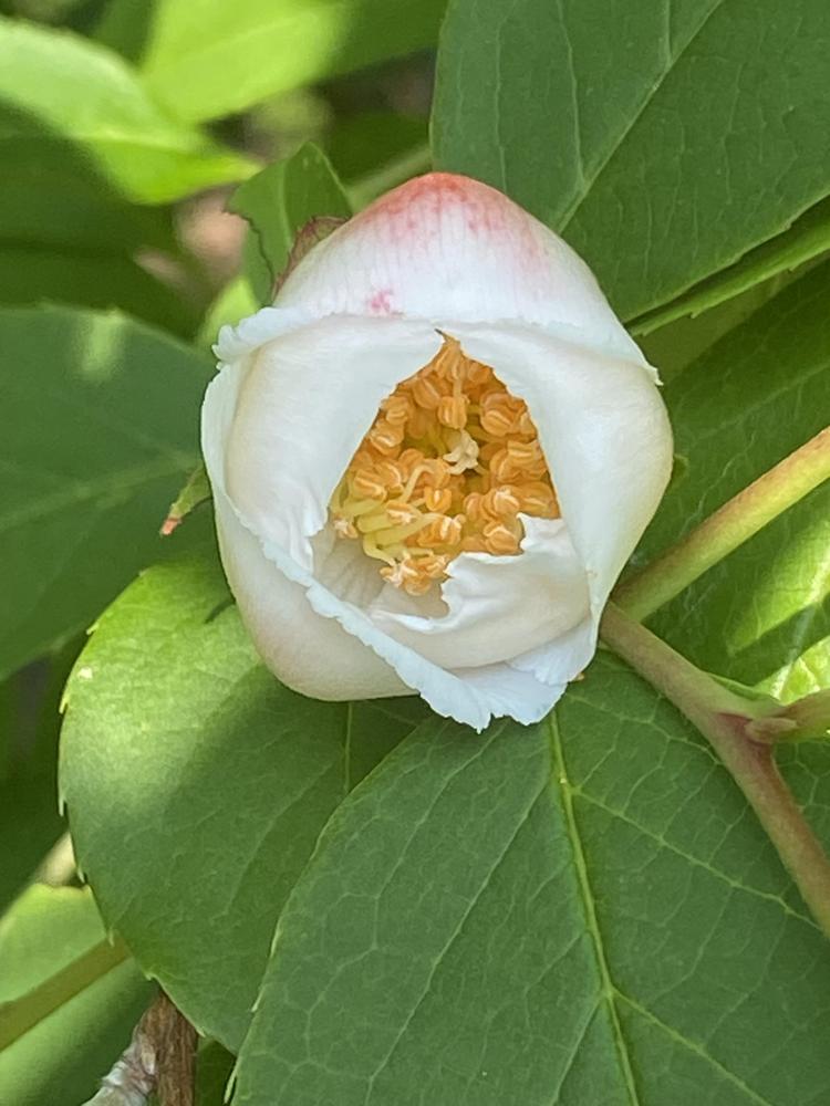 Photo of the bloom of Upright Stewartia (Stewartia rostrata) posted by ...
