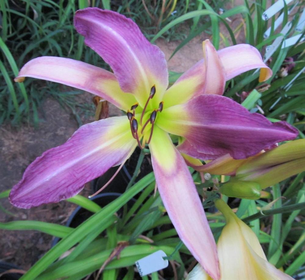 Photo of the bloom of Daylily (Hemerocallis 'Mystery Being Written ...
