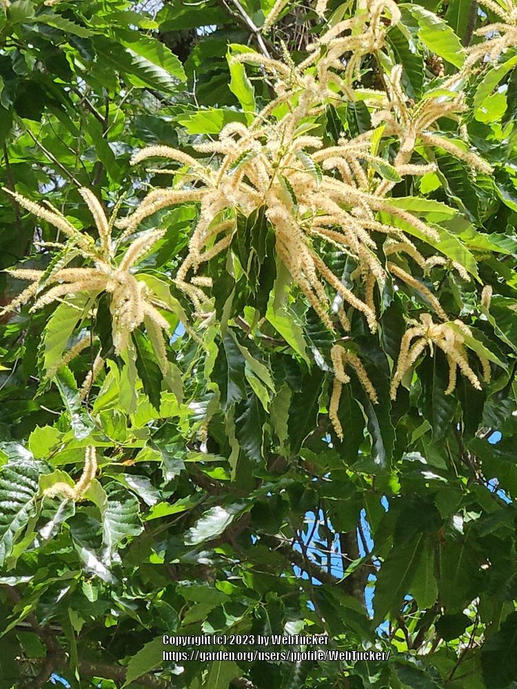 Photo of the bloom of Chinese Chestnut (Castanea mollissima) posted by ...