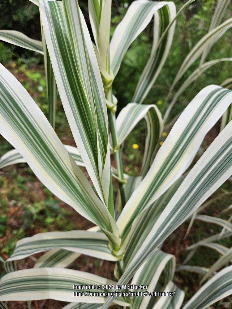 Photo of the leaves of Striped Giant Reed (Arundo donax 'Variegata ...