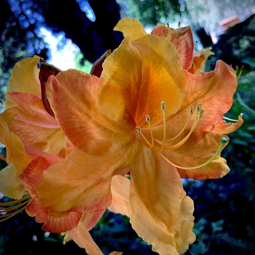 Exbury Azalea (Rhododendron 'Klondyke') in the Rhododendrons Database ...
