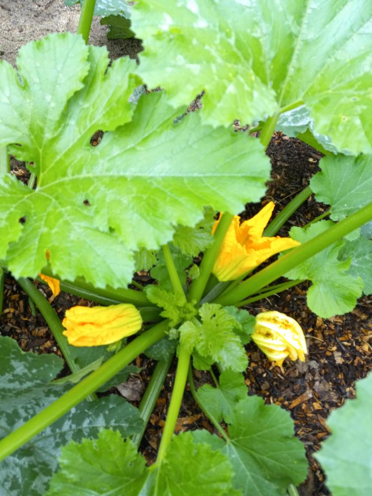 Zucchini (Cucurbita pepo 'Noche') in the Gourds, Squashes and Pumpkins ...