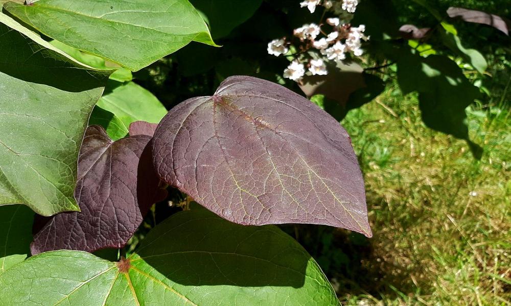 Photo of the leaves of Purple Hybrid Catalpa (Catalpa x erubescens ...