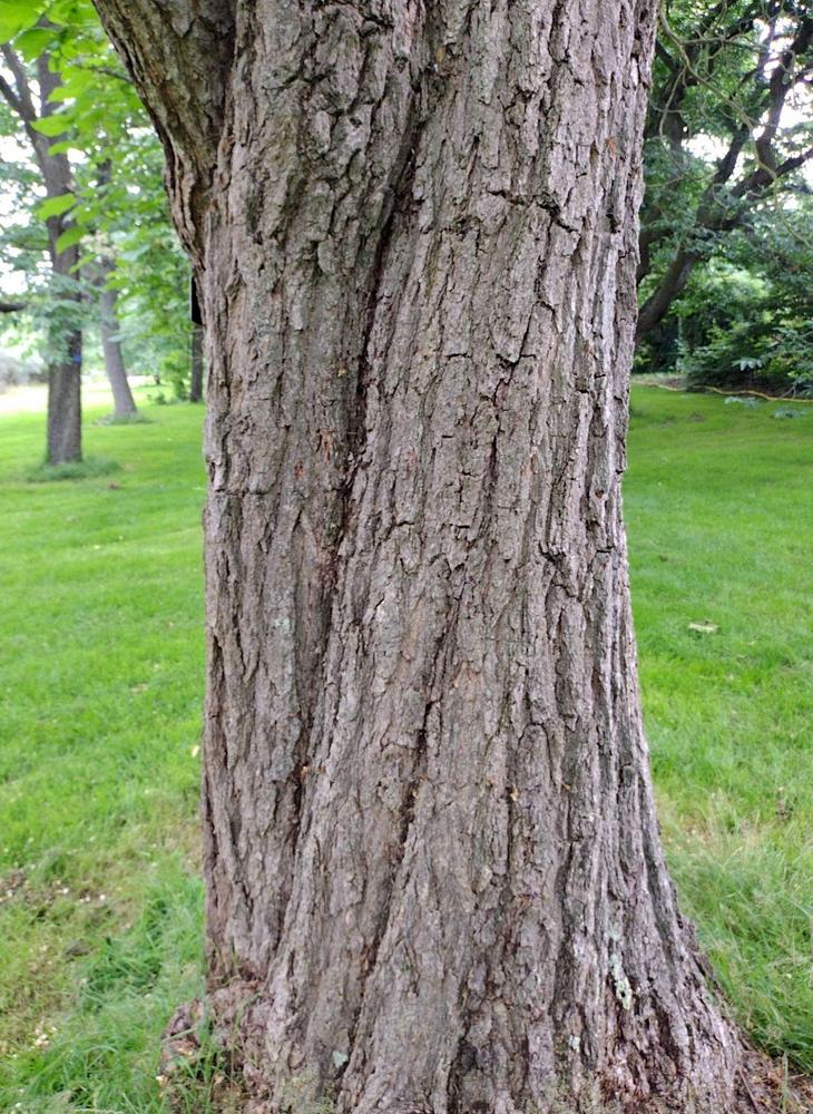 Photo of the stem, scape, stalk or bark of Hybrid Catalpa (Catalpa × ...
