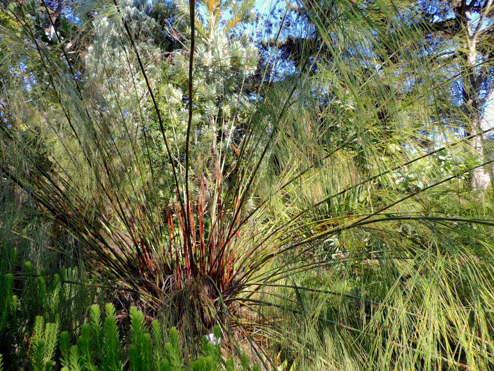 Photo of the entire plant of Bell Reed (Cannomois grandis) posted by ...