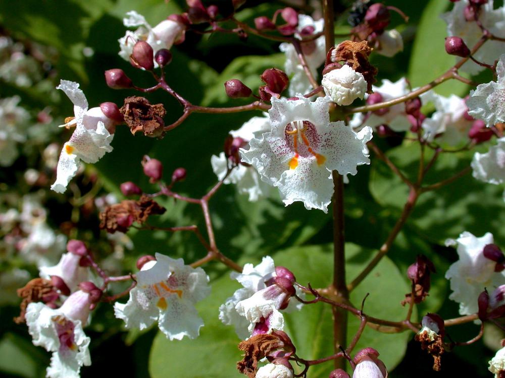 Purple Hybrid Catalpa (Catalpa x erubescens 'Purpurea') - Garden.org