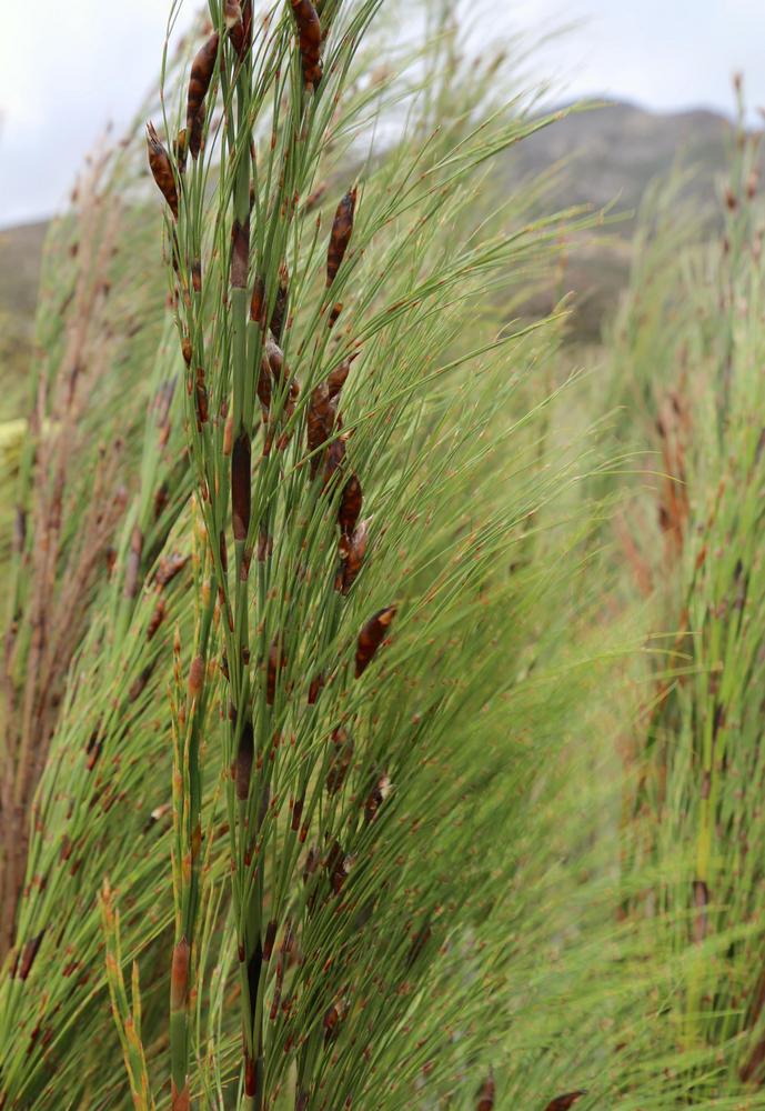 Photo of the entire plant of Bell Reed (Cannomois grandis) posted by ...