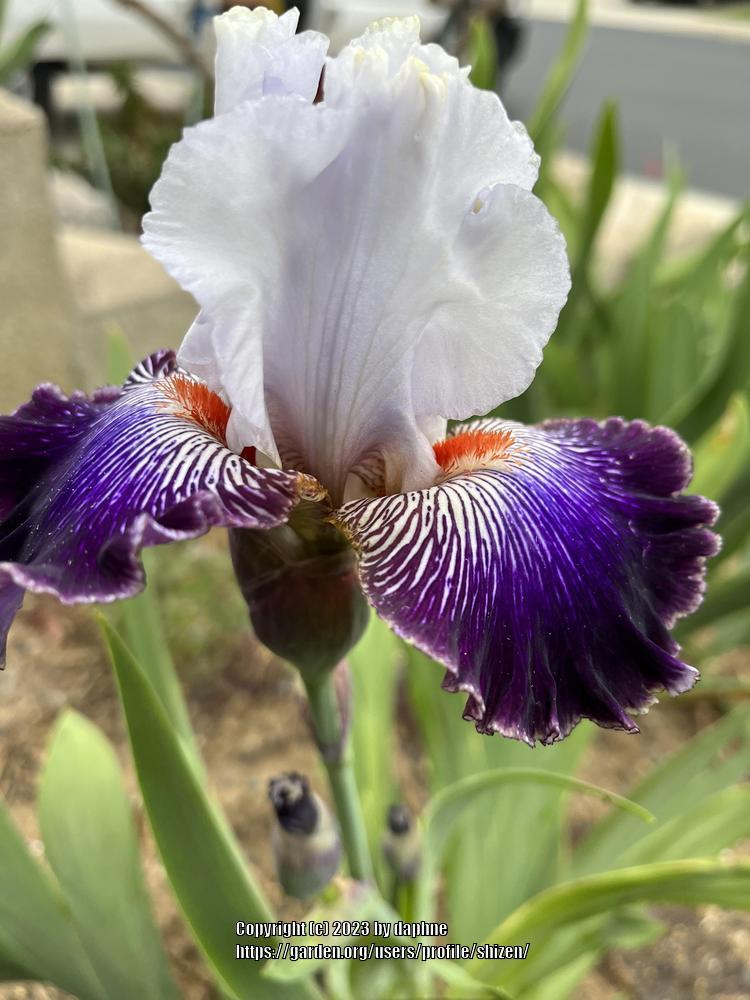 Tall Bearded Iris (Iris 'Apron Strings') in the Irises Database ...