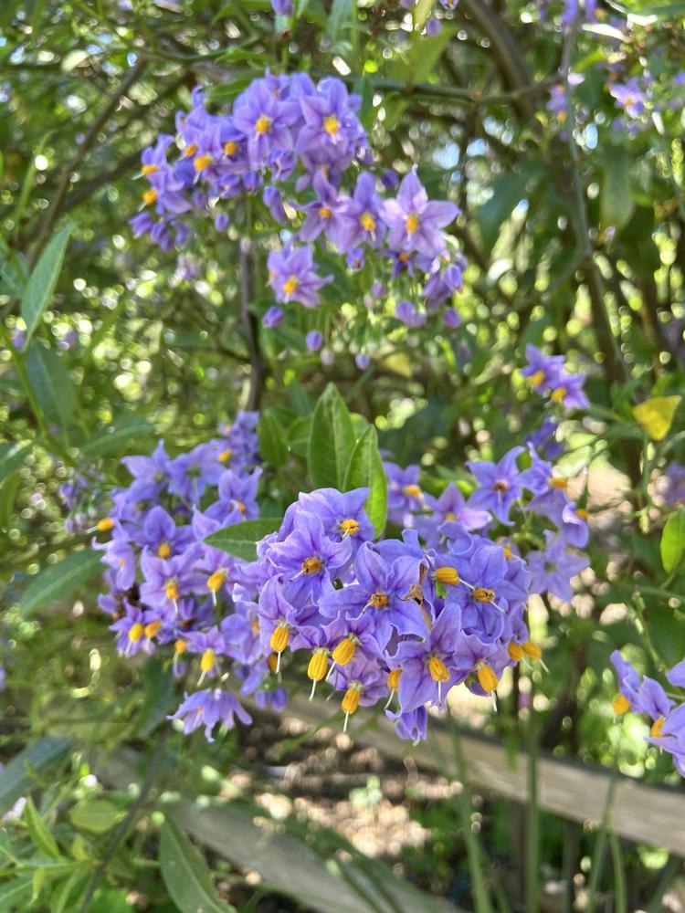 Chilean Potato Vine (Solanum crispum 'Glasnevin') - Garden.org