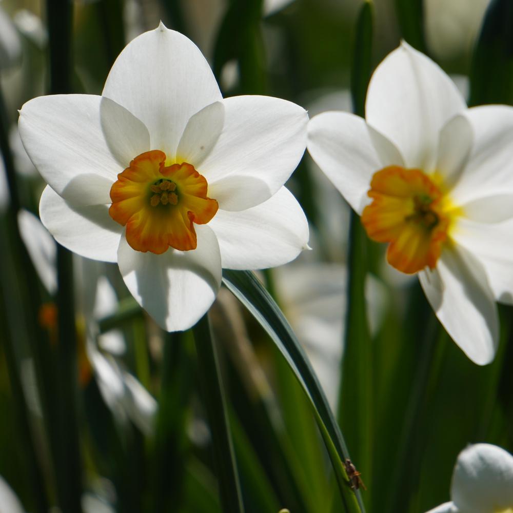 Small Cupped Daffodil (Narcissus 'Colley Gate') in the Daffodils ...