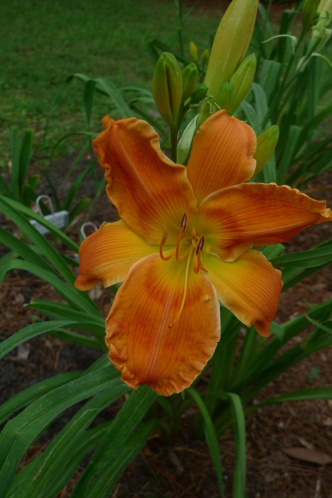 Photo of the bloom of Daylily (Hemerocallis 'Malibu Sunset') posted by ...