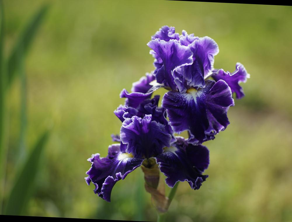 Photo of the bloom of Tall Bearded Iris (Iris 'Dark Universe') posted ...