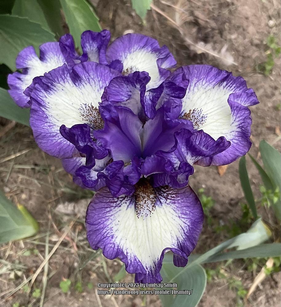 Standard Dwarf Bearded Iris (Iris 'Loop de Loop') in the Irises ...
