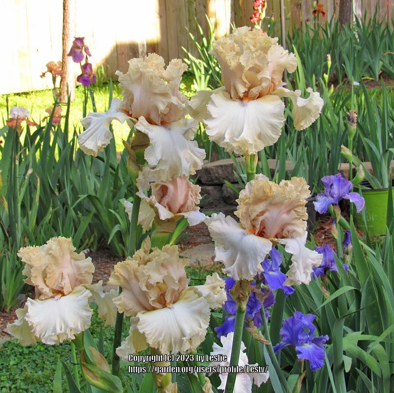 Tall Bearded Iris (Iris 'Dial a Doll') in the Irises Database - Garden.org