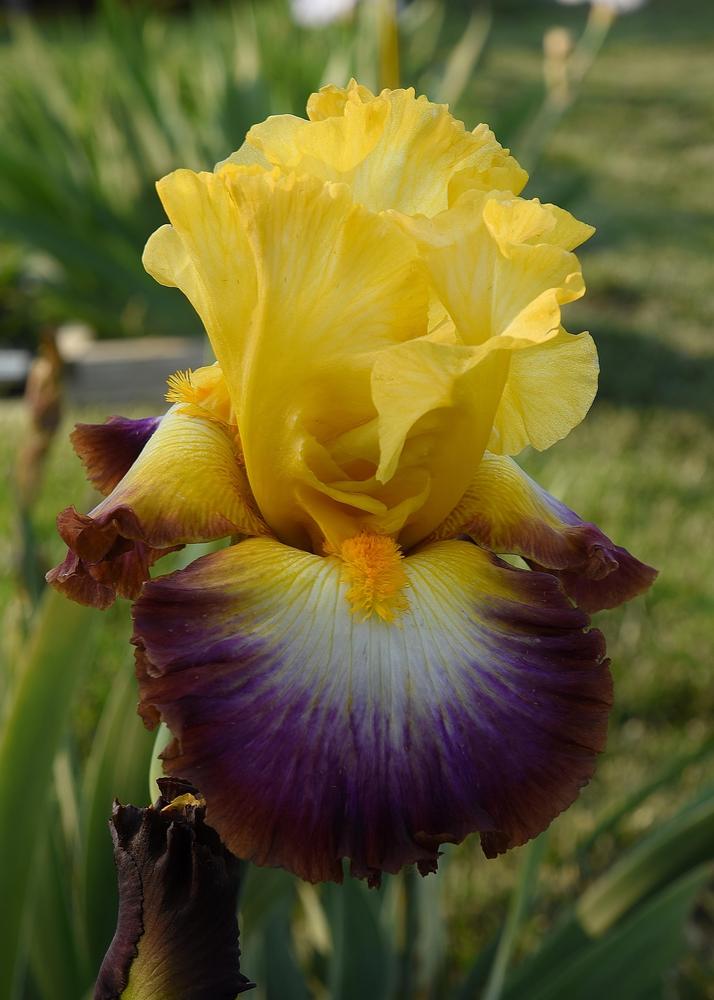 Photo of the bloom of Tall Bearded Iris (Iris 'Rainbow High') posted by ...
