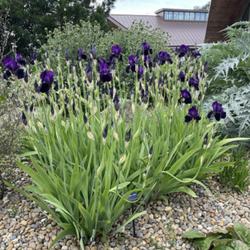 Tall Bearded Iris (Iris 'Sable') in the Irises Database - Garden.org