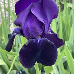 Tall Bearded Iris (Iris 'Sable') in the Irises Database - Garden.org