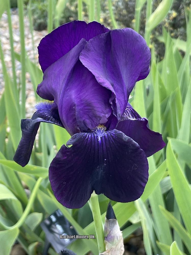 Photo of the bloom of Tall Bearded Iris (Iris 'Sable') posted by ...