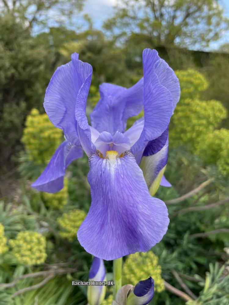 Species Iris (Iris pallida subsp. pallida) in the Irises Database ...