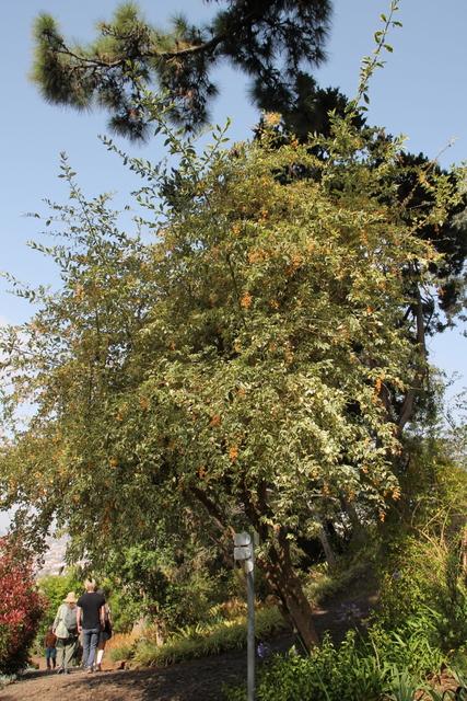 Photo of the entire plant of Golden Dew Drop (Duranta erecta 'Variegata ...