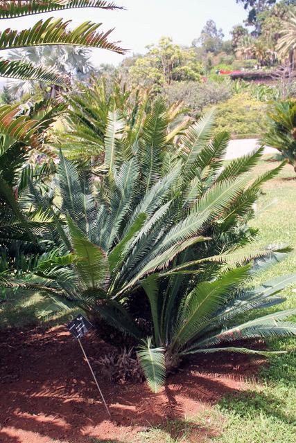 Photo of the entire plant of Chestnut Dioon (Dioon edule) posted by ...