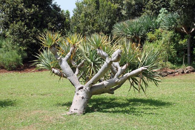 Photo of the entire plant of Canary Islands Dragon Tree (Dracaena draco ...