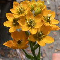 Yellow Chincherinchee (Ornithogalum dubium) - Garden.org