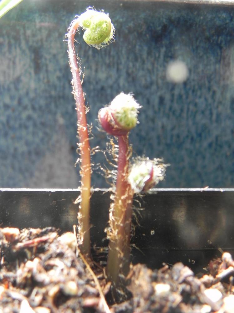 Photo of the emerging growth of Broad Beech Fern (Phegopteris ...