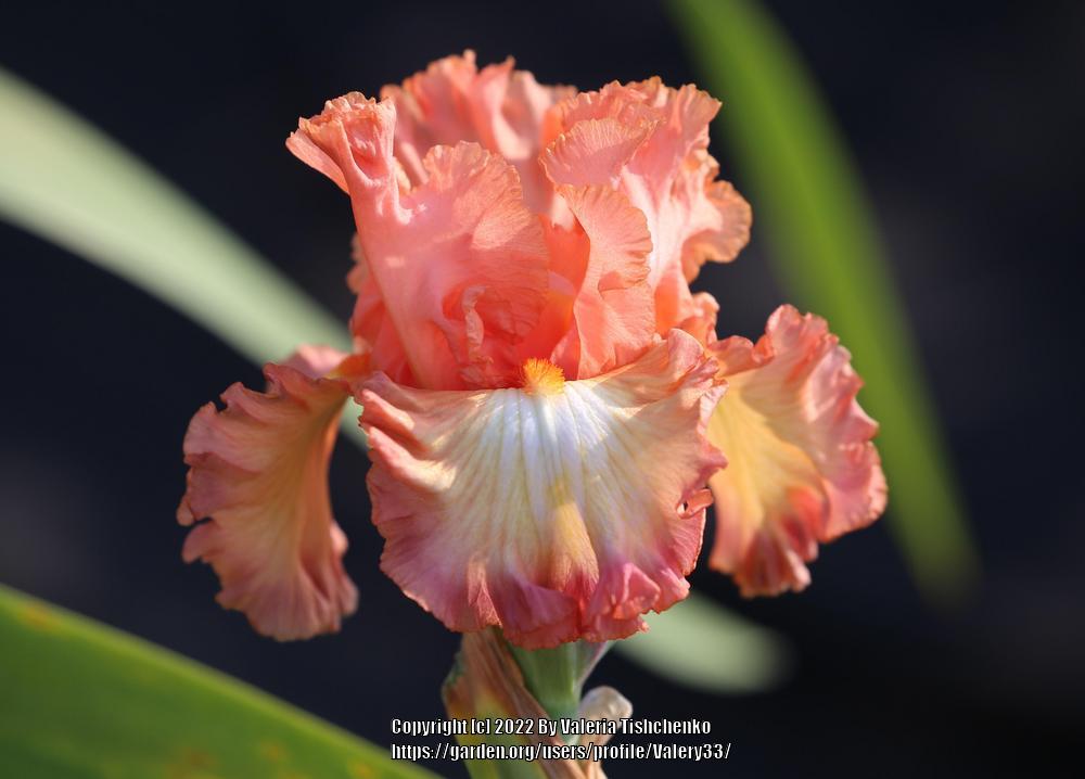 Photo of the bloom of Tall Bearded Iris (Iris 'Coral Passion') posted ...