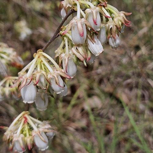 Piedmont Staggerbush (Lyonia mariana) - Garden.org