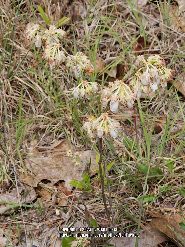 Photo of the entire plant of Piedmont Staggerbush (Lyonia mariana ...