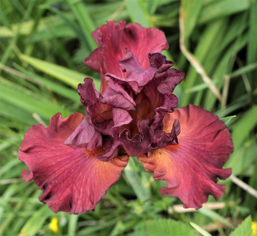 Photo of the bloom of Tall Bearded Iris (Iris 'Catch the Fever') posted ...