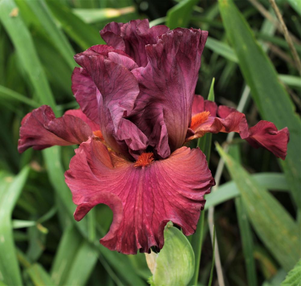 Photo of the bloom of Tall Bearded Iris (Iris 'Catch the Fever') posted ...