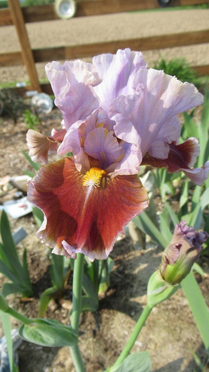 Photo of the bloom of Intermediate Bearded Iris (Iris 'Man's Best ...