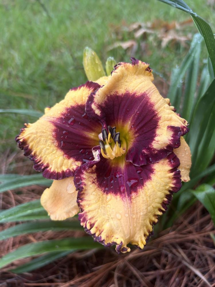 Daylily (Hemerocallis 'Adamas') in the Daylilies Database - Garden.org