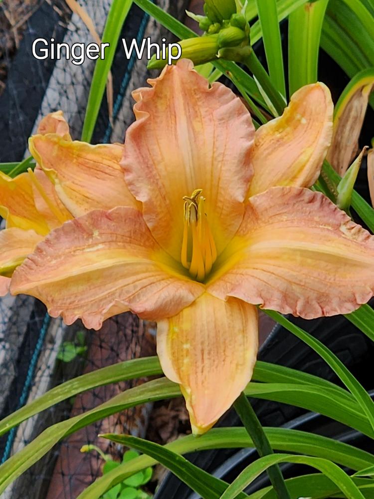 Photo of the bloom of Daylily (Hemerocallis 'Ginger Whip') posted by rreed1029 - Garden.org