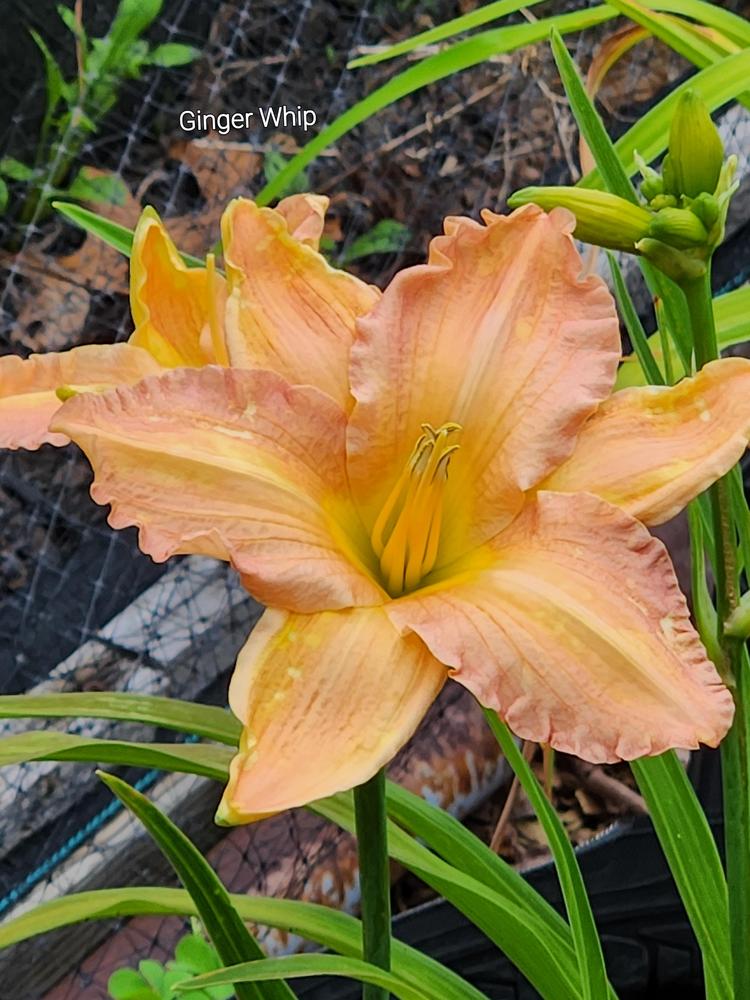 Photo of the bloom of Daylily (Hemerocallis 'Ginger Whip') posted by rreed1029 - Garden.org